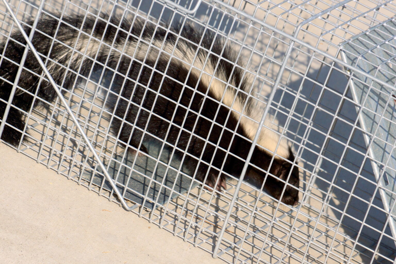 Skunk Removal – Boone Wildlife Control
